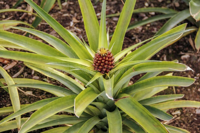 Het kleine Ananas groeien stock afbeelding. Image of landbouwbedrijf ...