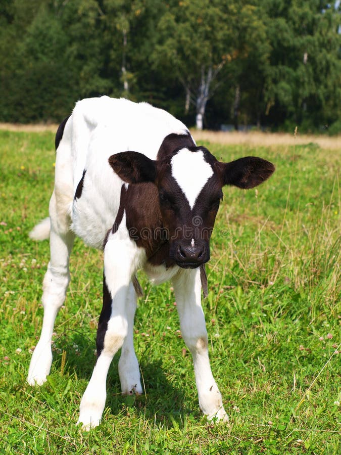 Close-up Van Een Pasgeboren Kalf Die Van Holstein Voor Het Eerst Zich ...