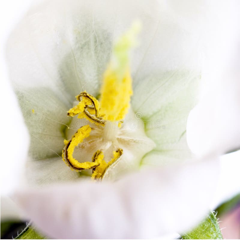 Het klokje van helmknoppen stock foto. Image of stamper - 4222536