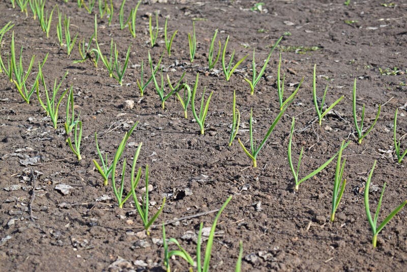 Het Knoflook Groeit Jonge Knoflookinstallaties Op Het Gebied ...