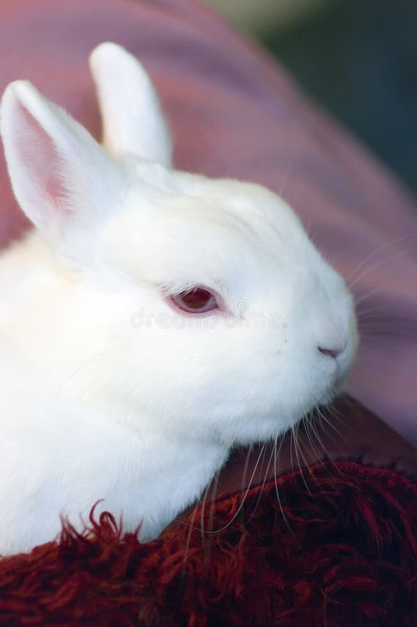 Het konijn van de albino stock foto. Image of deken, albino - 4798014