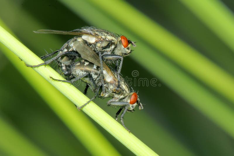 Het koppelen van de vlieg stock foto. Image of sluit - 20264412