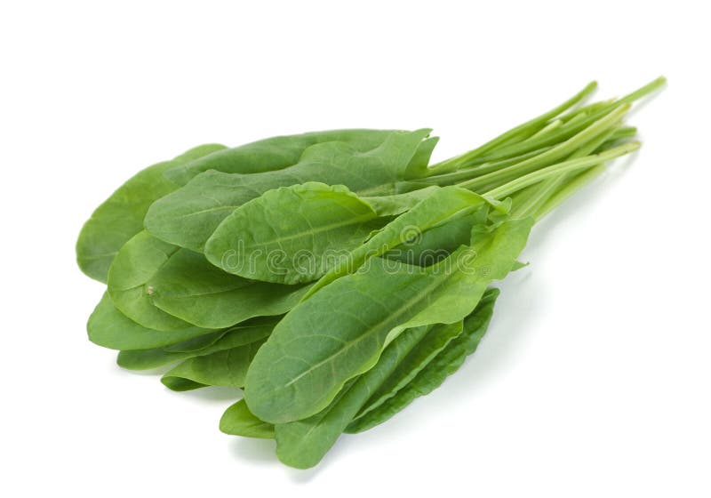 Het kruid van Rumex stock afbeelding. Image of groen - 14654509