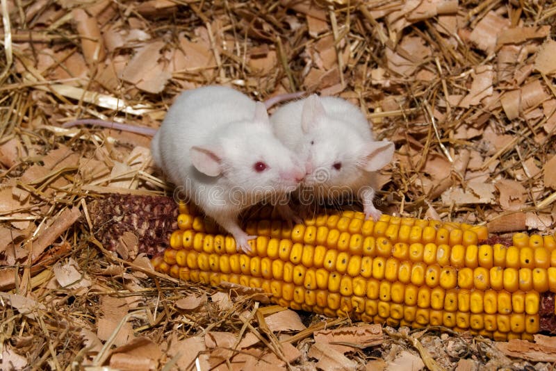 Het kussen Witte Muizen stock afbeelding. Image of zoogdier - 10882319