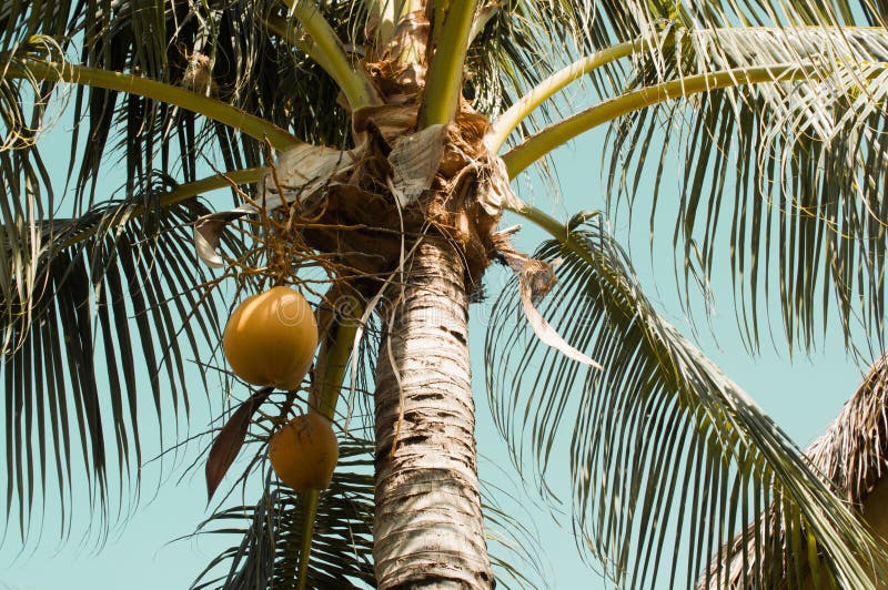Groeiende kokosnoten stock foto. Image of boom, hangen - 3994262