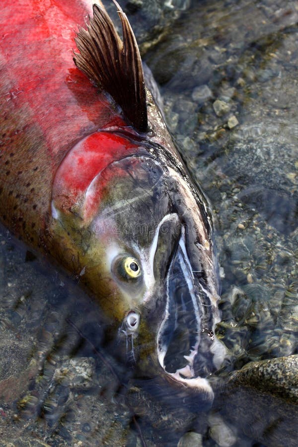 Het laatst hijg stock afbeelding. Image of coho, vissen - 22632161