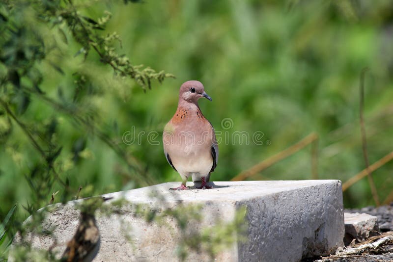 Lachende duif in een boom stock foto. Image of vogel - 195953758