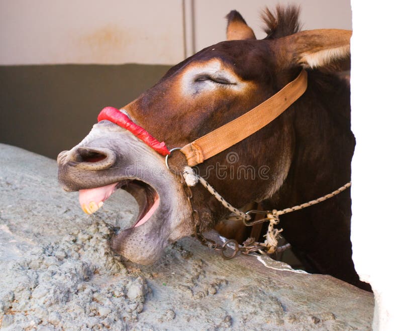 Het lachen ezel stock foto. Image of ezel, geluk, muilezel - 3490474