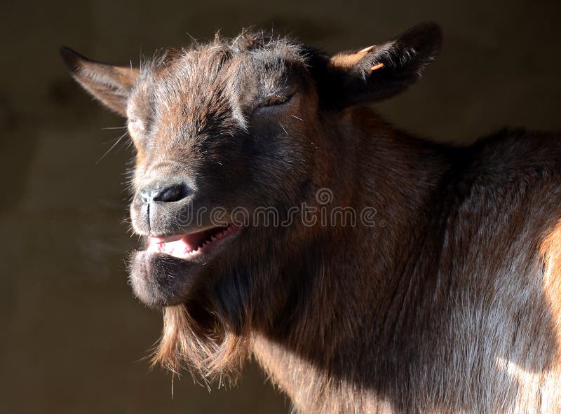 Het lachen Geit stock afbeelding. Image of baard, slapend - 22341425