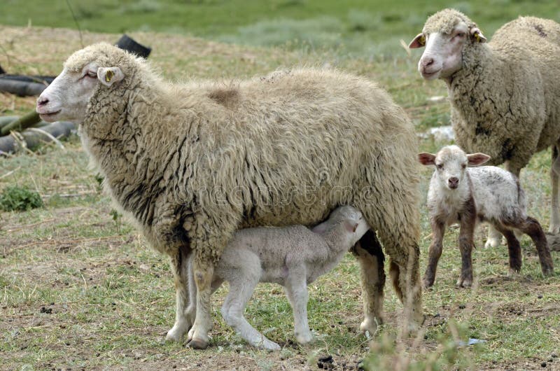 Schapen Van Een Lam En Een Ooi in Een Landbouwgrond Stock Foto - Image ...