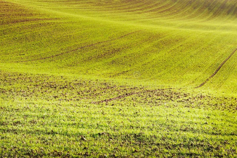 Het land van de tarwe. stock afbeelding. Image of ochtend - 22697171