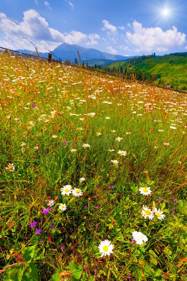 Zomerlandschap Rivier Wolken Blauwe Lucht Groene Bomen Stock Foto ...