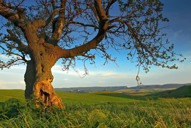 Oude Bomen Hd Grote Oude Fruitbomen; Echte Blikvangers! | Oude
