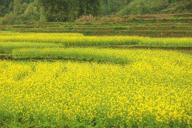 De Mooie Gele Mosterd Bloeit Gebied Stock Foto - Image of ...