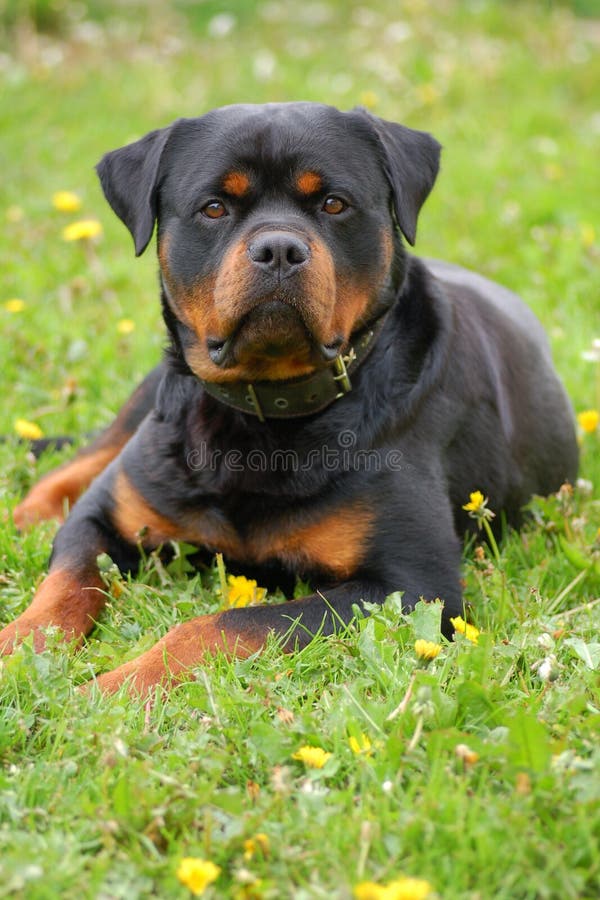 Het leggen van Rottweiler stock afbeelding. Image of spier - 22561665