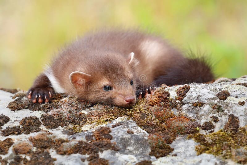 Het leuke marter liggen stock afbeelding. Image of carnivoor - 74971089