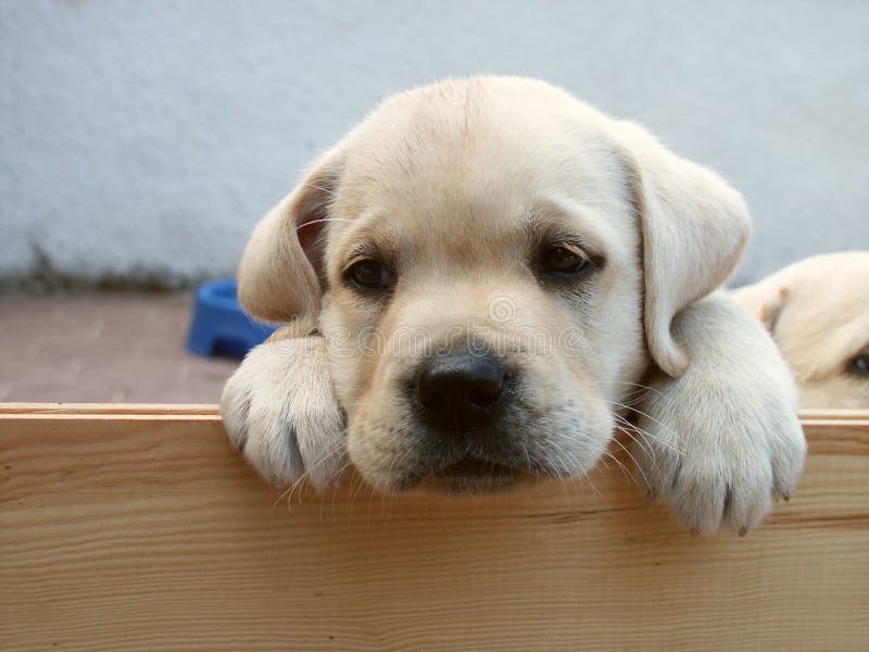 Het Leuke Puppy Van Labrador Stock Foto - Image of maanden, geel: 11404476