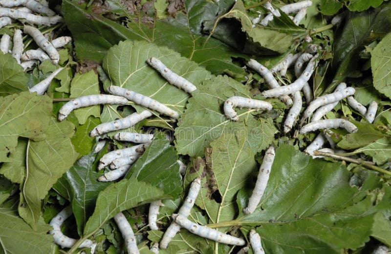 De Zijderups Van De Moerbeiboom Stock Afbeelding - Image of zijde ...