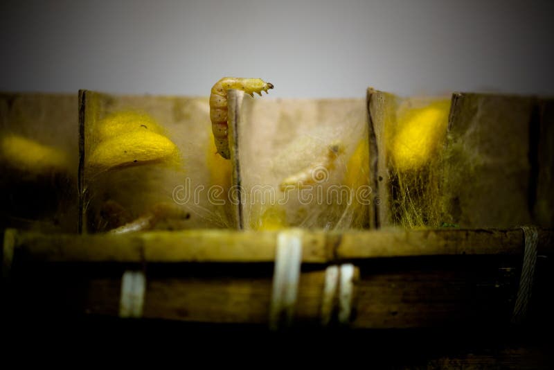 Zijderupsen En Rupsbanden Zijderupslarven Op Moerbeiboombladeren ...