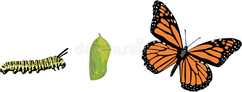 Het Levenscyclus Van De Vlinder Stock Illustratie - Illustratie ...