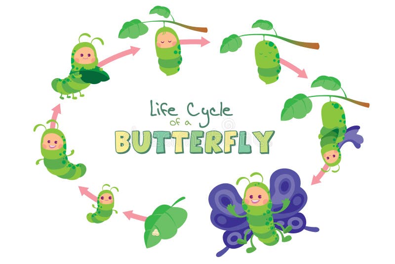 Het Levenscyclus Van De Vlinder Vector Illustratie - Illustration of ...