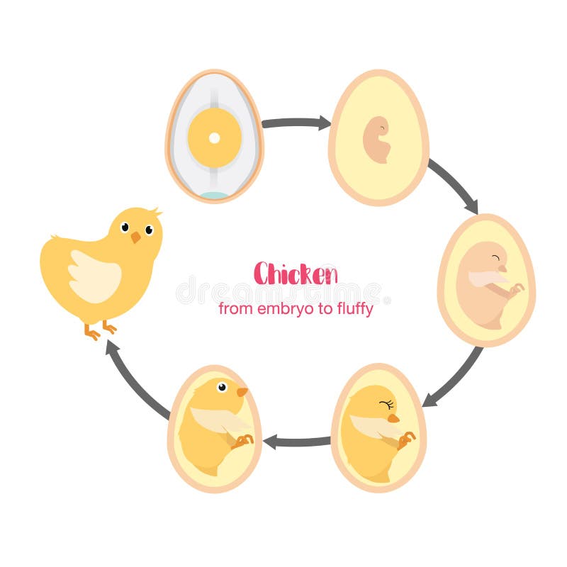 Het Levenscyclus Van Het Kippenei Vector Illustratie - Illustration of ...