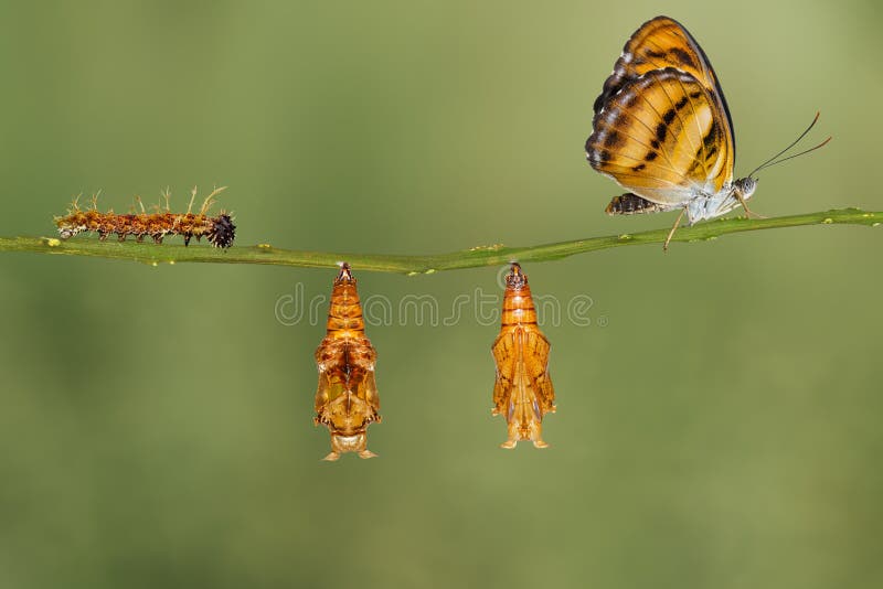 Het Levenscyclus Van Kleuren Het Segeant Vlinder Hangen Op Takje Stock ...