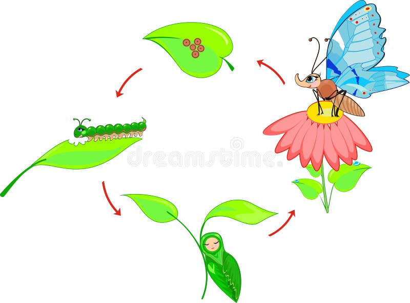 Het Levenscyclus Van Vlinder Vector Illustratie - Illustration of cocon ...