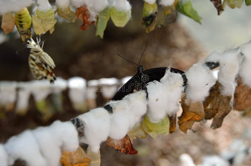 Het Levenscyclus Van Vlinders Vlinderpop Stock Foto - Image of milieu ...