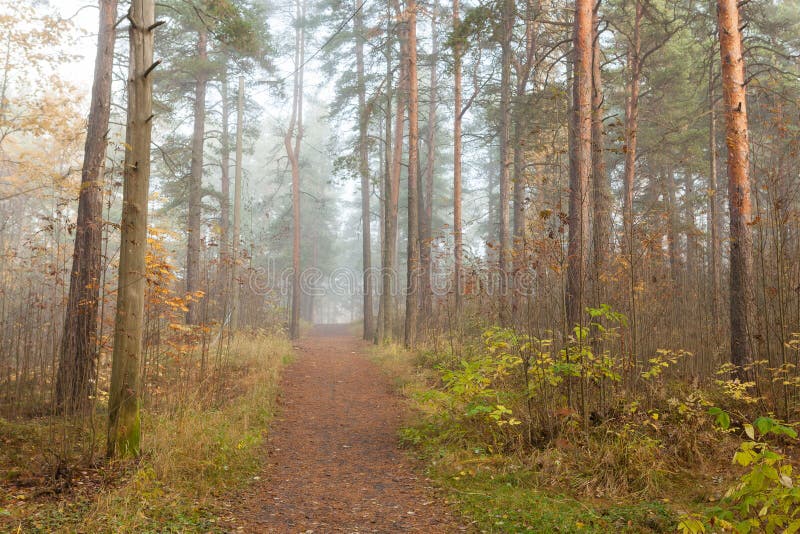 Het Lichte Bos Van De Mistige Ochtendzon Stock Afbeelding - Image of ...
