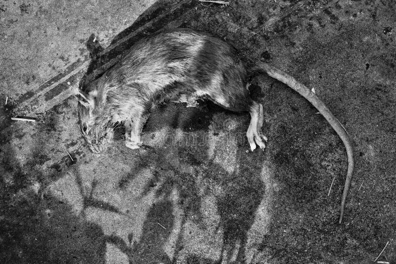 Het Liggen Dode Grote Zwart-witte Rat Stock Afbeelding - Afbeelding ...