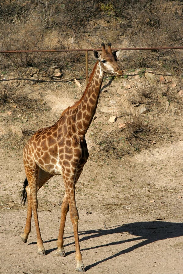 Het lopen van de giraf stock afbeelding. Image of park - 7431935