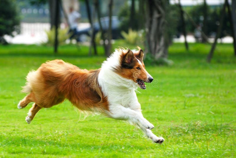 Het lopen van de hond stock afbeelding. Image of puppy - 9875383