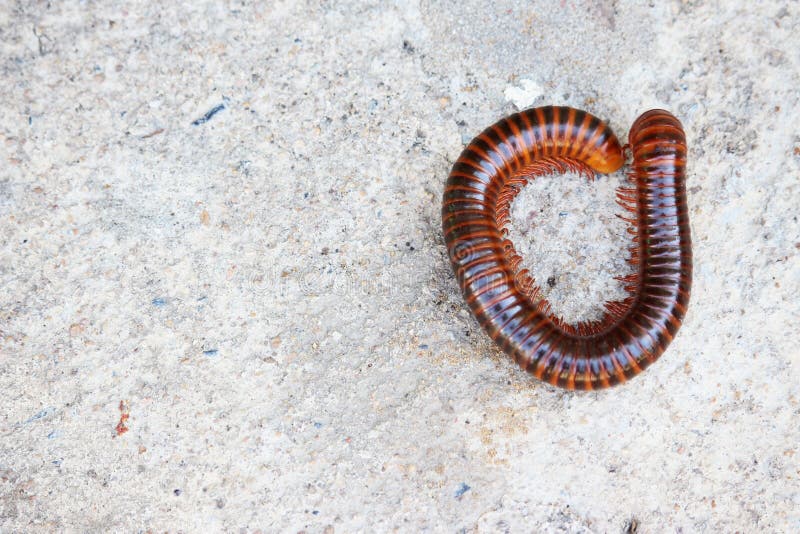 Grote Duizendpoot Op De Concrete Vloer Stock Afbeelding - Image of ...