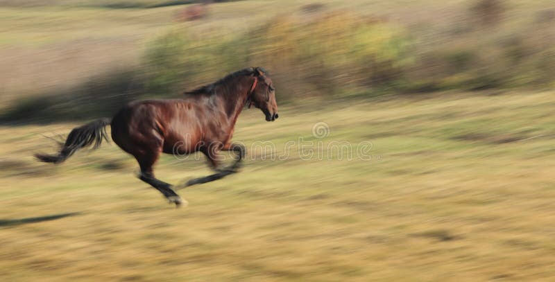 Het lopen van het paard stock afbeelding. Image of kudde - 11500641