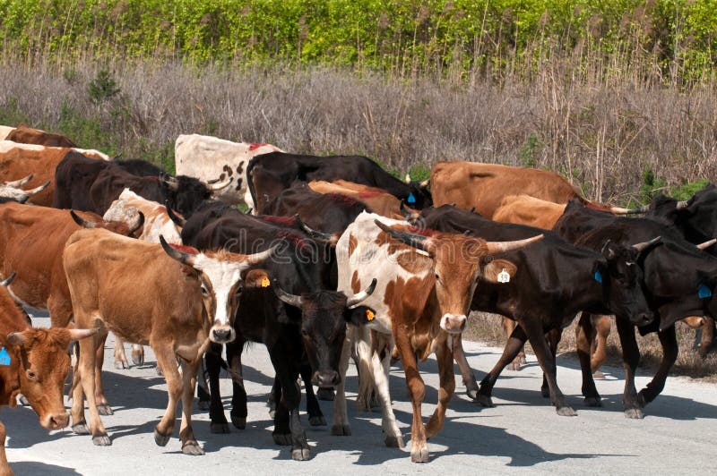Vee dat graast stock foto. Image of dier, westelijk, runder - 8788448
