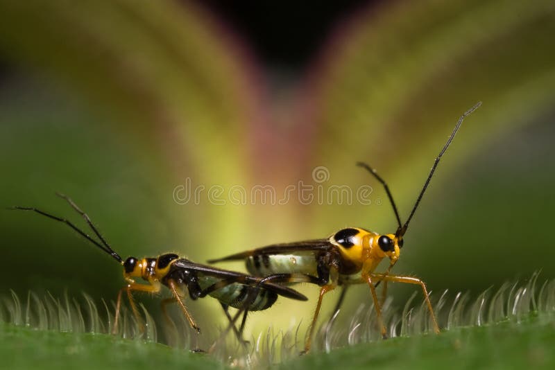 Het Macro Koppelen Van Het Insect Van Mirid Stock Afbeelding - Image of ...