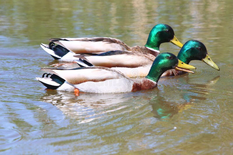 Mannelijke Wilde Eend Wilde Eend Met Glanzende Groene Hoofd, Bruine ...