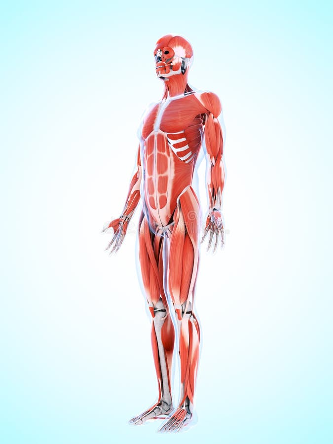 Het Mannelijke Spierstelsel Stock Illustratie - Illustration of ...