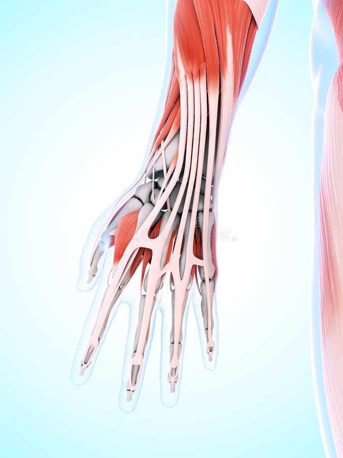 Het Mannelijke Spierstelsel Lopen Stock Illustratie - Illustration of ...