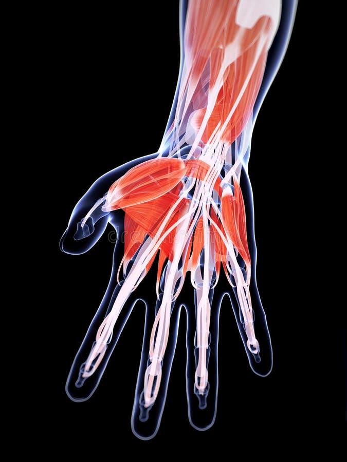 Het Mannelijke Spierstelsel Stock Illustratie - Illustration of ...