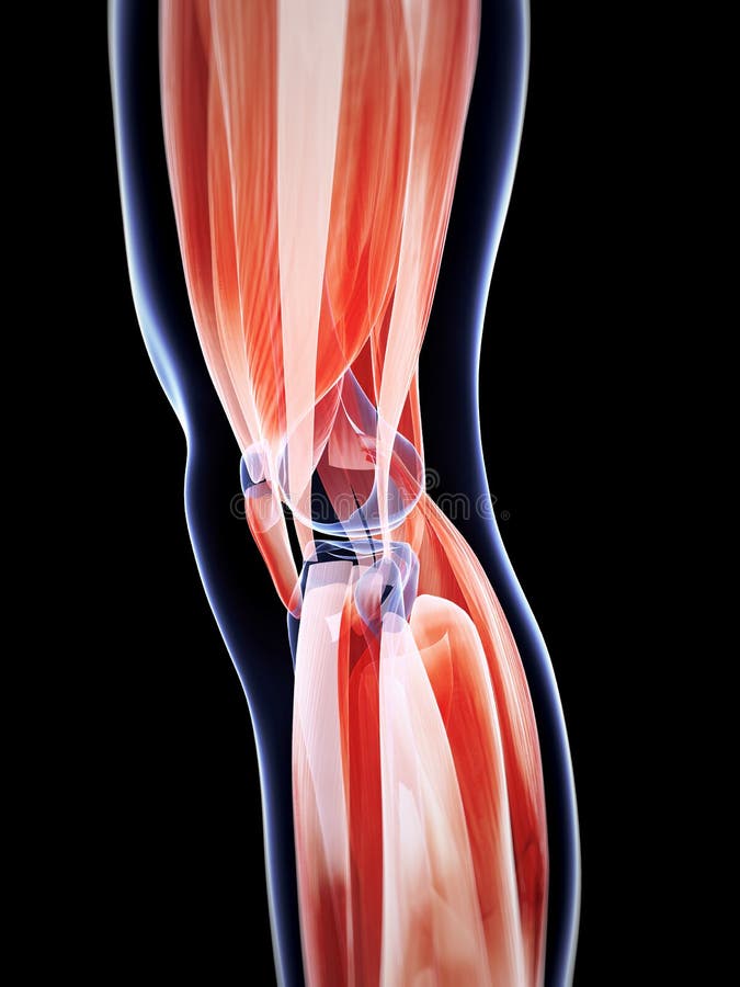 Het Mannelijke Spierstelsel Stock Illustratie - Illustration of ...