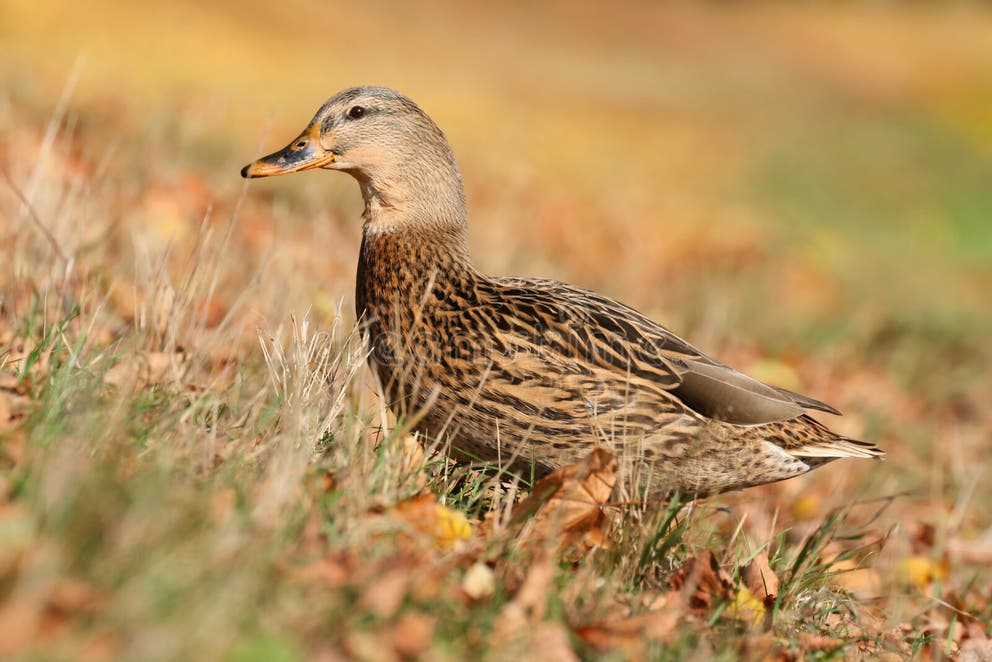 Man eend stock foto. Image of mooi, dier, staart, bruin - 7678318