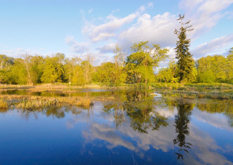 Het Meer Van Het Moeras En Groen Bos Stock Foto - Image of ...
