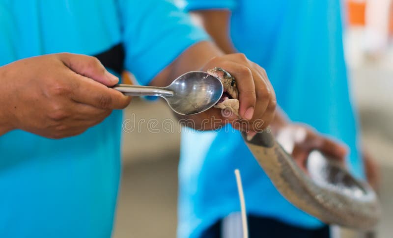 Slangen melken voor gif stock afbeelding. Image of carrière - 39247869