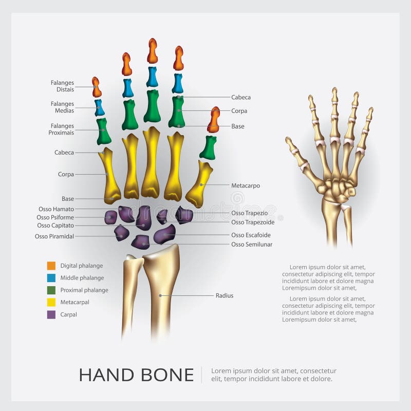 De Anatomie Van Het Handbeen Met Detail Vector Illustratie ...