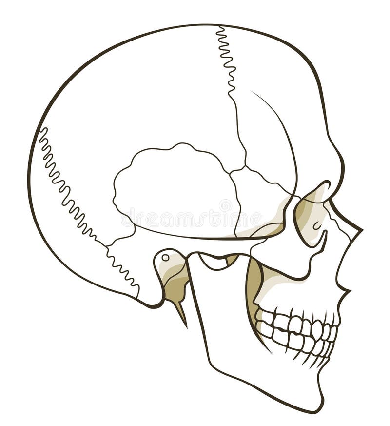 De Schedel Van Een Hond Structuur Van De Beenderen Van Het Hoofd ...