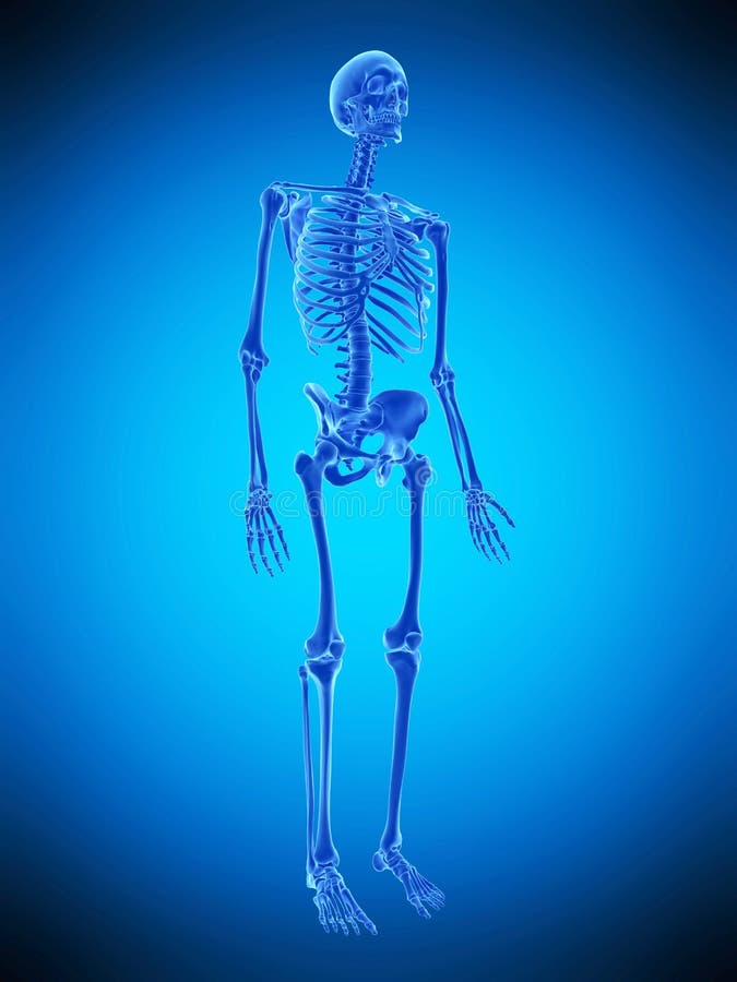 Het menselijke Skelet stock illustratie. Illustration of nauwkeurig ...