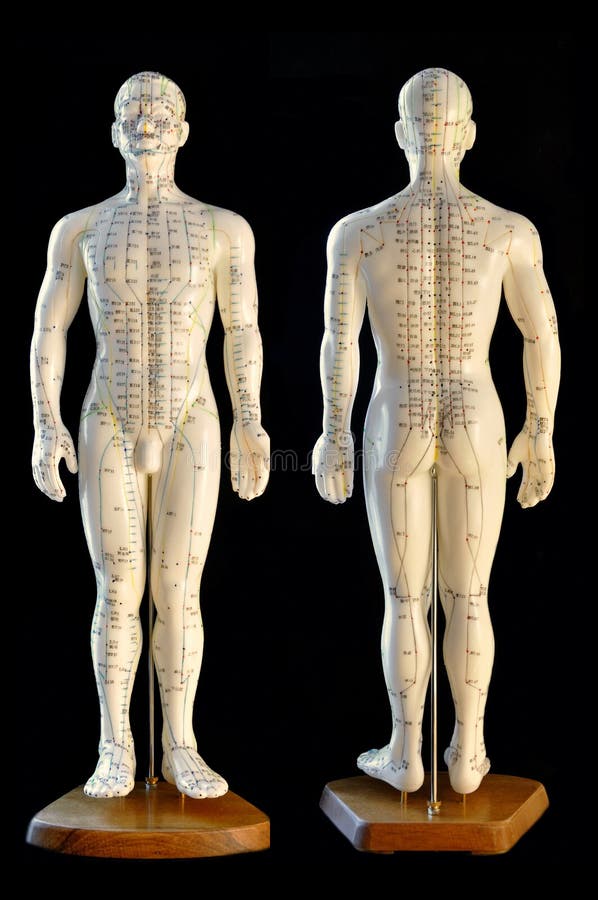 Het Model Van De Acupunctuur - Alternatieve Geneeskunde - China Stock ...