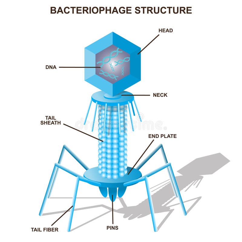 De Elektronenmicroscopiebeeld Van Het Bacteriofaagvirus Stock ...